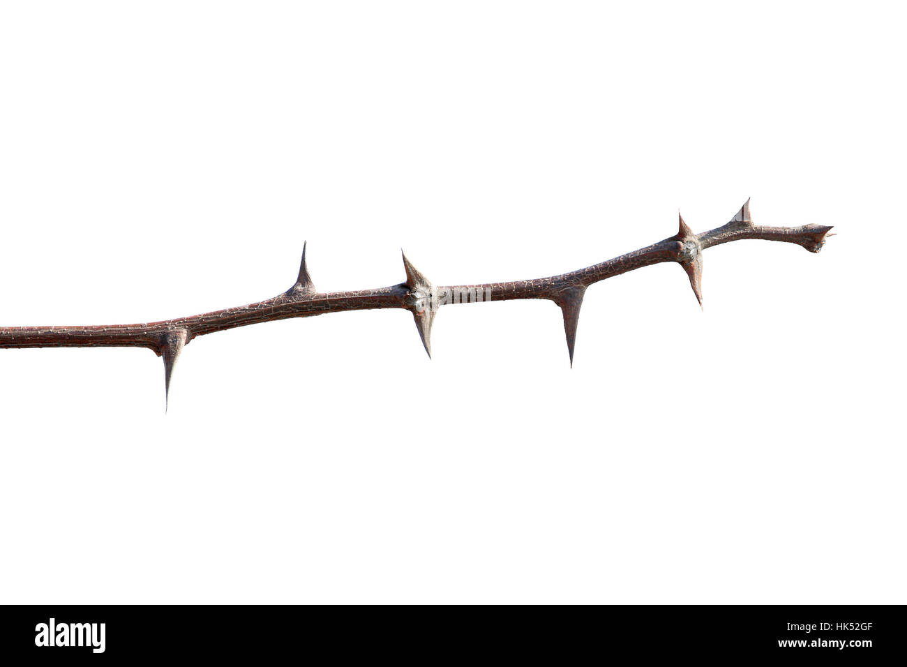 Thorn isolated on white background Stock Photo - Alamy