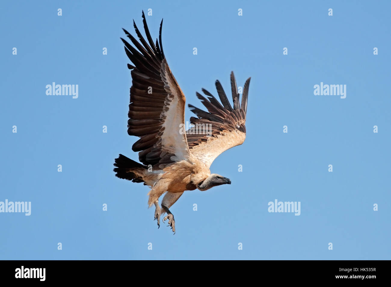 flight, bird, vulture, scavenger, wings, fly, flies, flys, flying ...