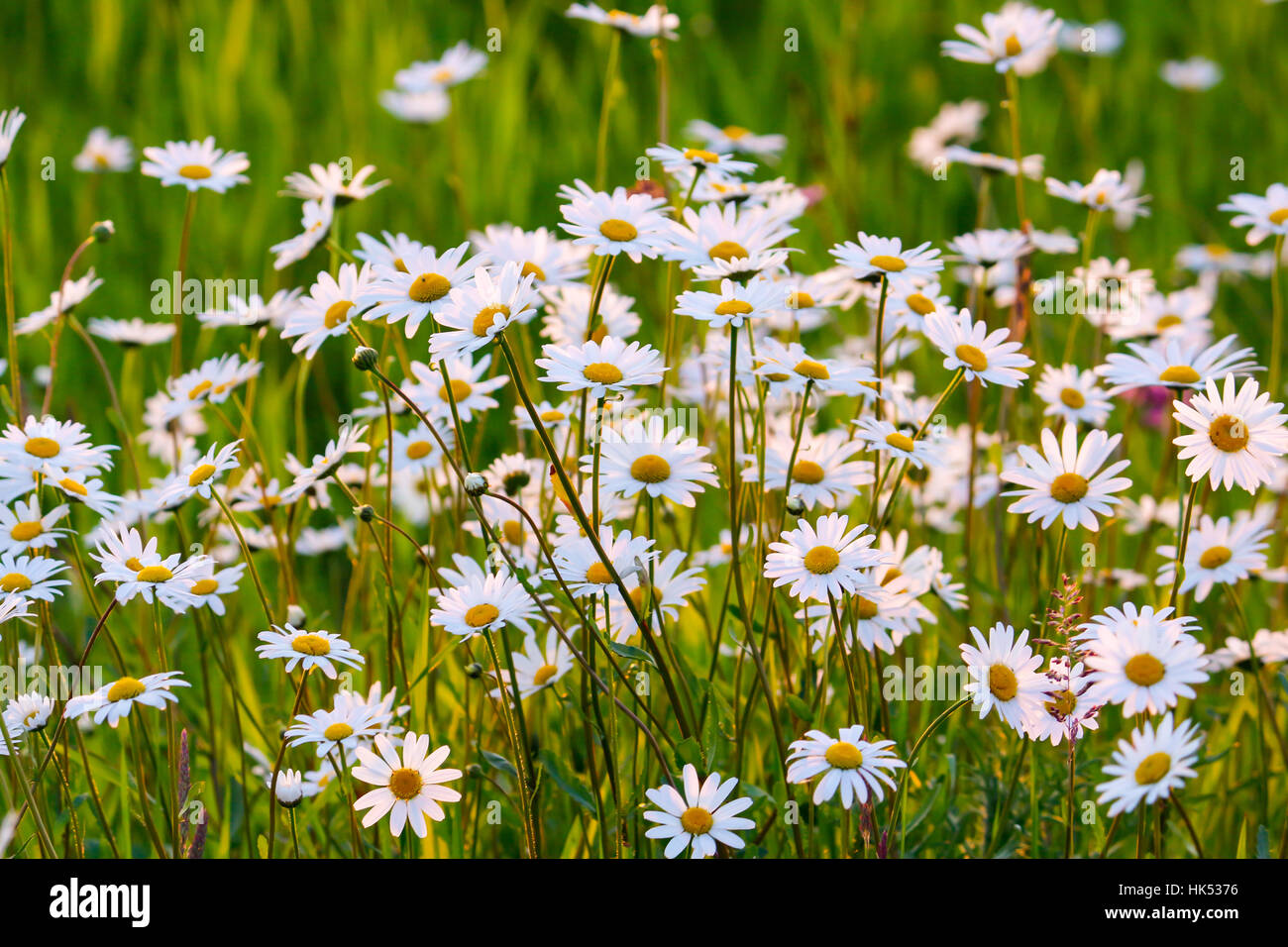daisies field in the sunshine Stock Photo - Alamy