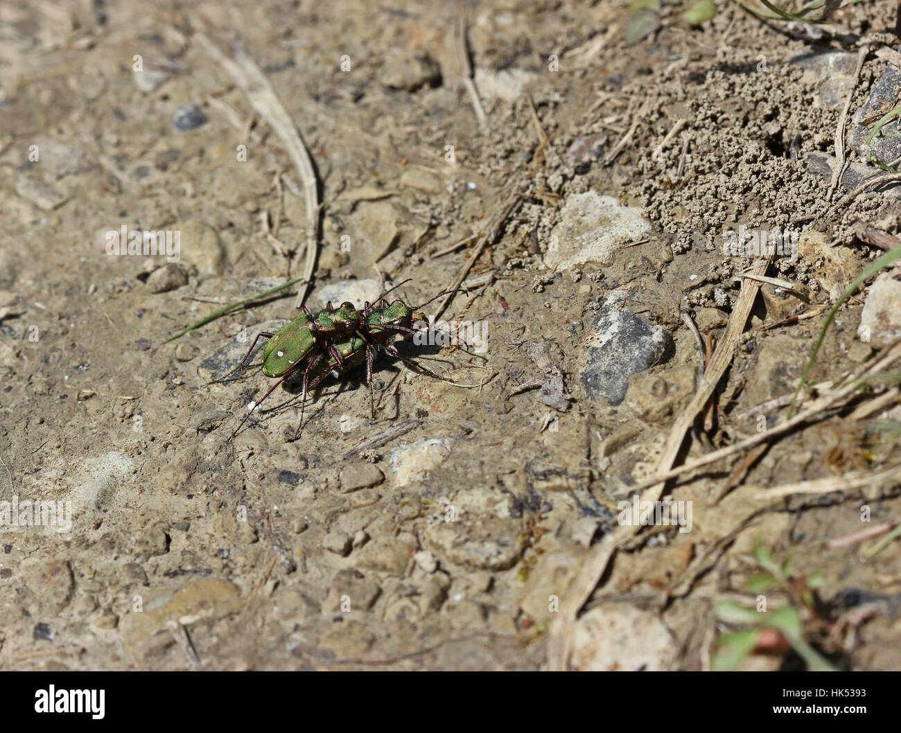 field sand stalker in mating Stock Photo - Alamy
