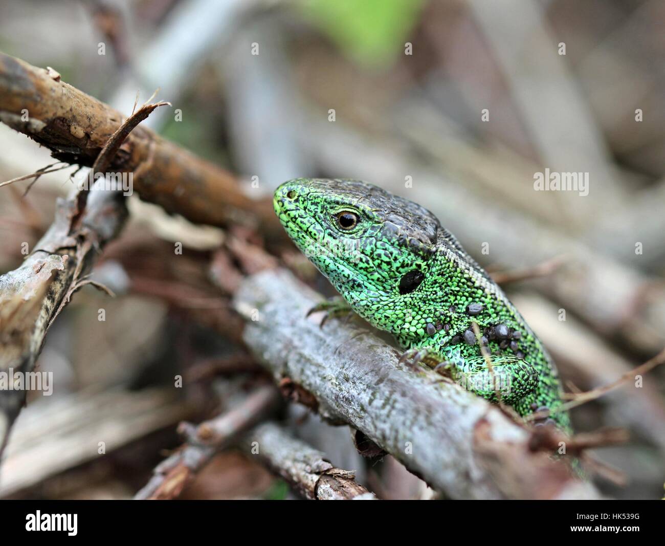 green, lizard, male, masculine, rare, tick, protected, sheltered ...