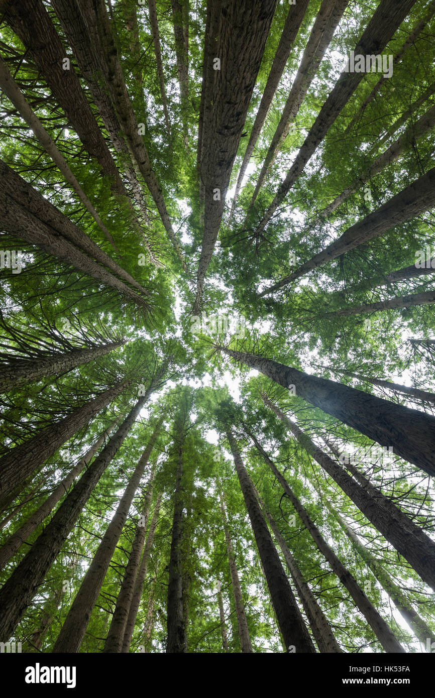 Victoria australia landscape tree hi-res stock photography and images ...