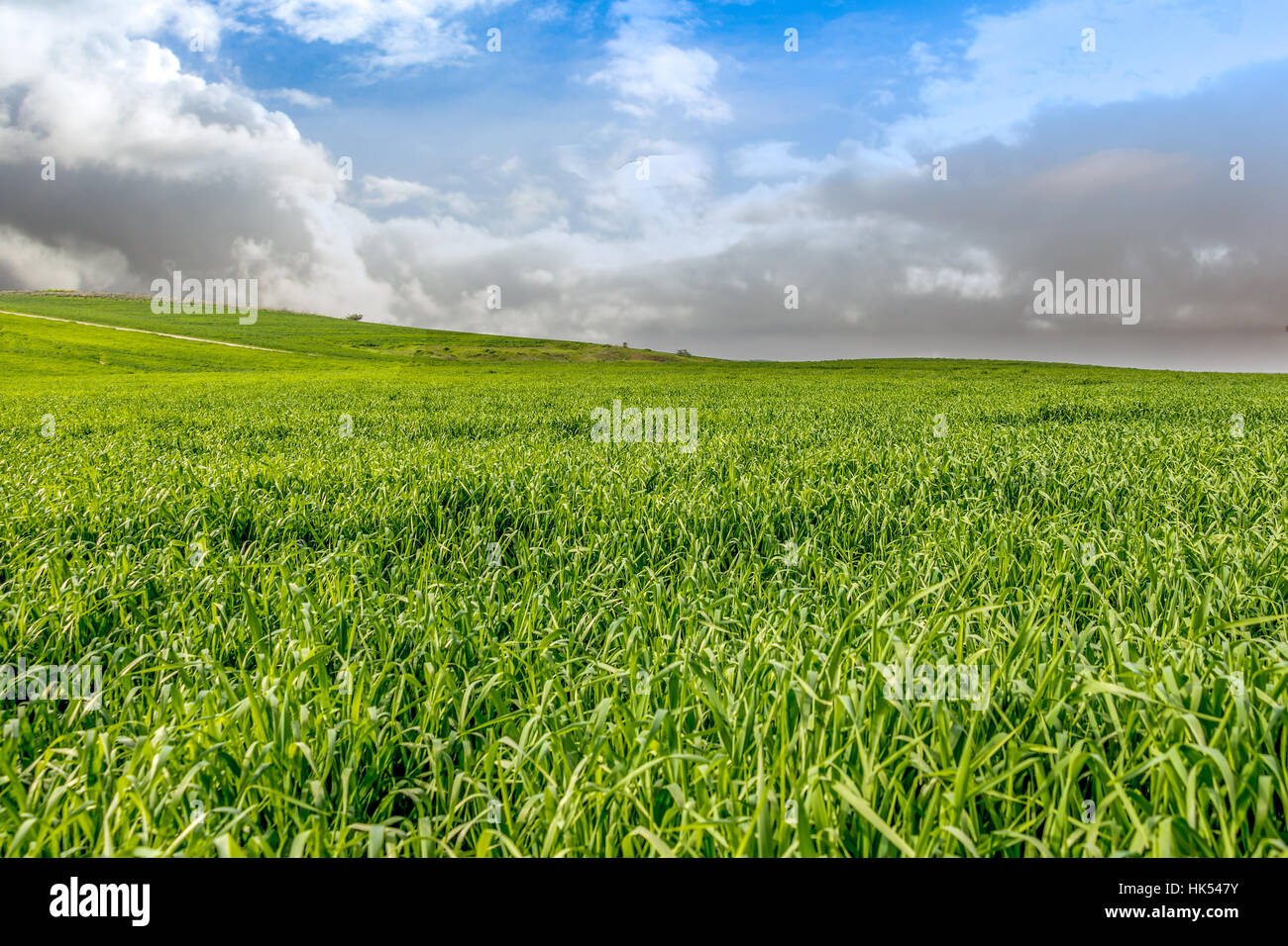 Sun sky grass flowers hi-res stock photography and images - Alamy