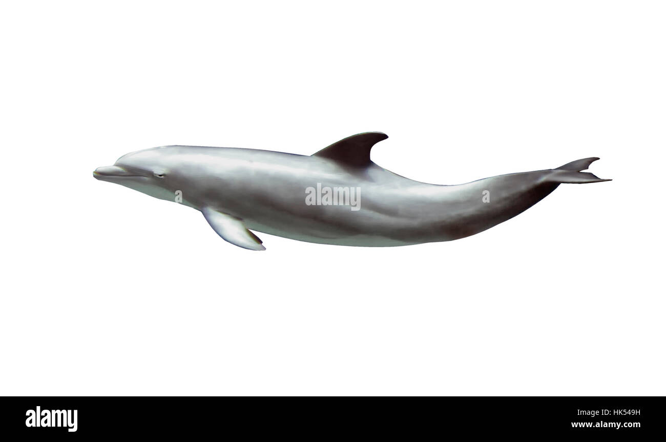 A gray dolphin swimming isolated over white Stock Photo - Alamy