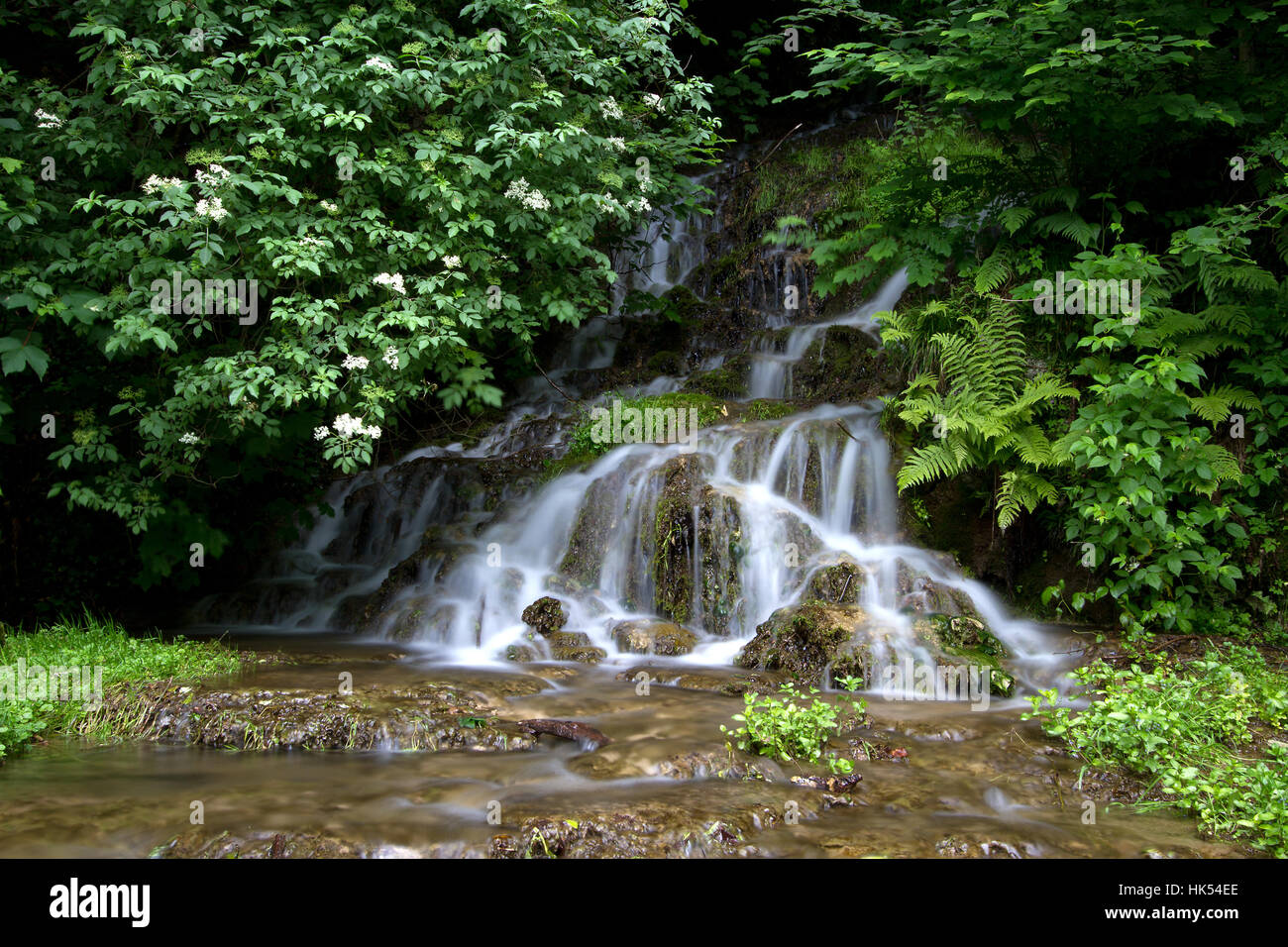 tree, trees, wood, stream, bavaria, spring, flood, fern, streamlet ...