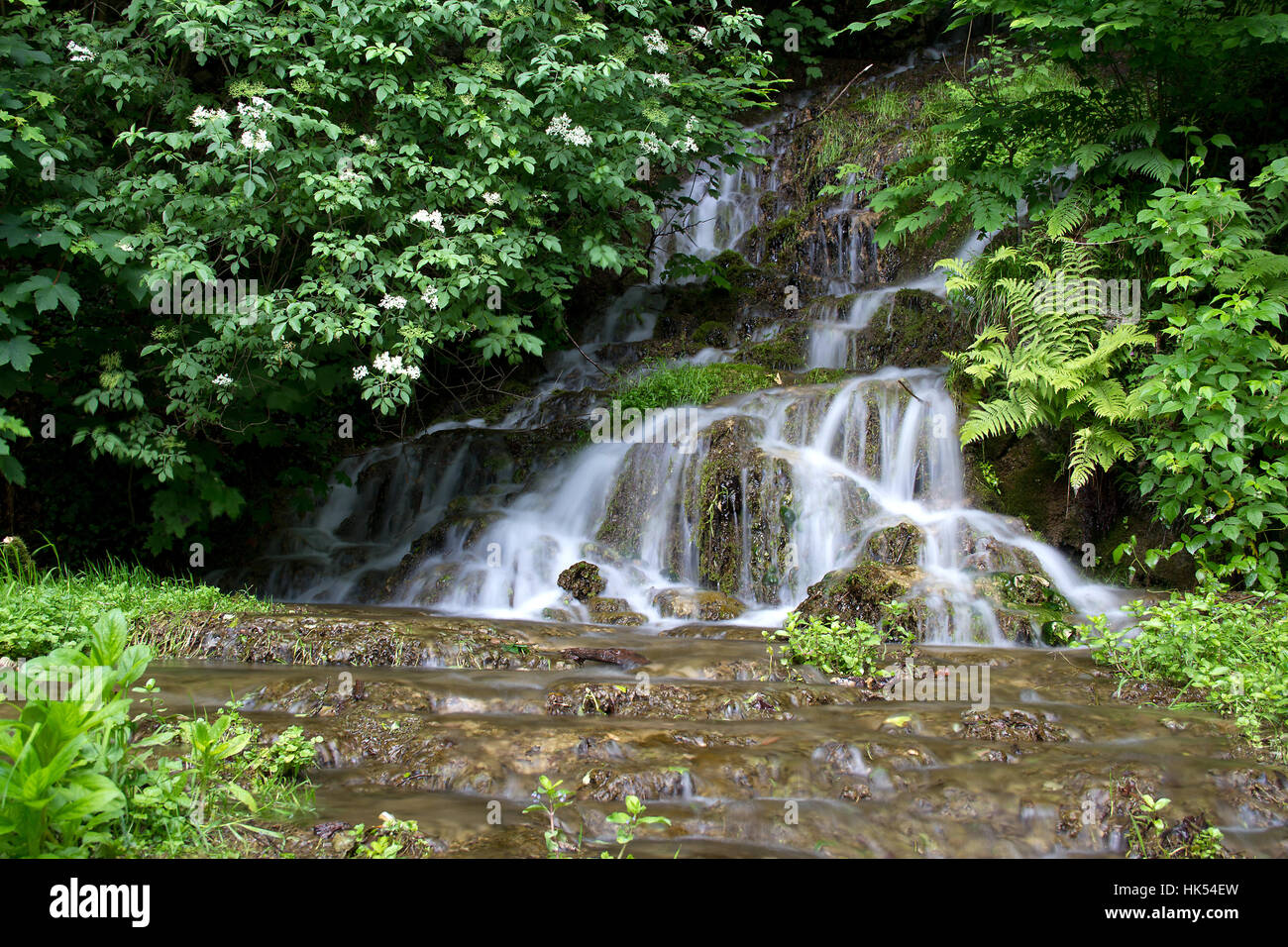 tree, trees, wood, stream, bavaria, spring, flood, fern, streamlet ...