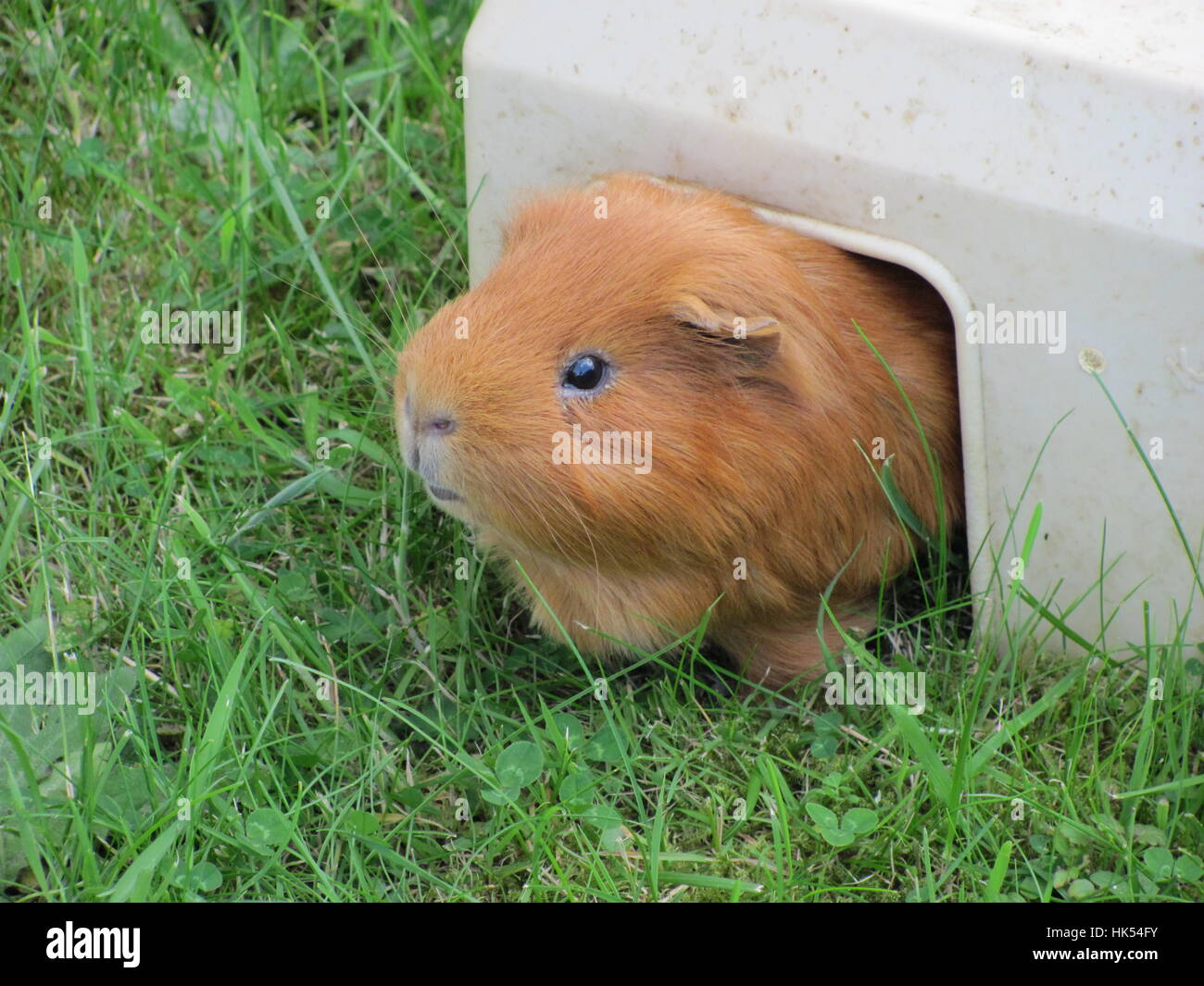 animals, rodent, gnawers, guinea-pig, guinea pig, animals, rodent ...