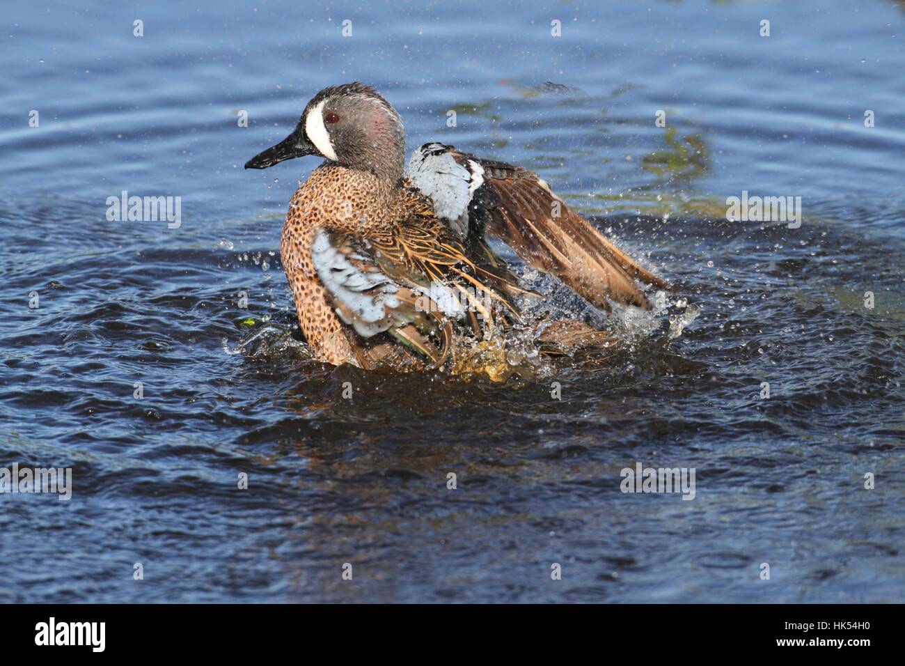 blue, animal, wild, male, masculine, birds, feathers, duck, wildlife ...