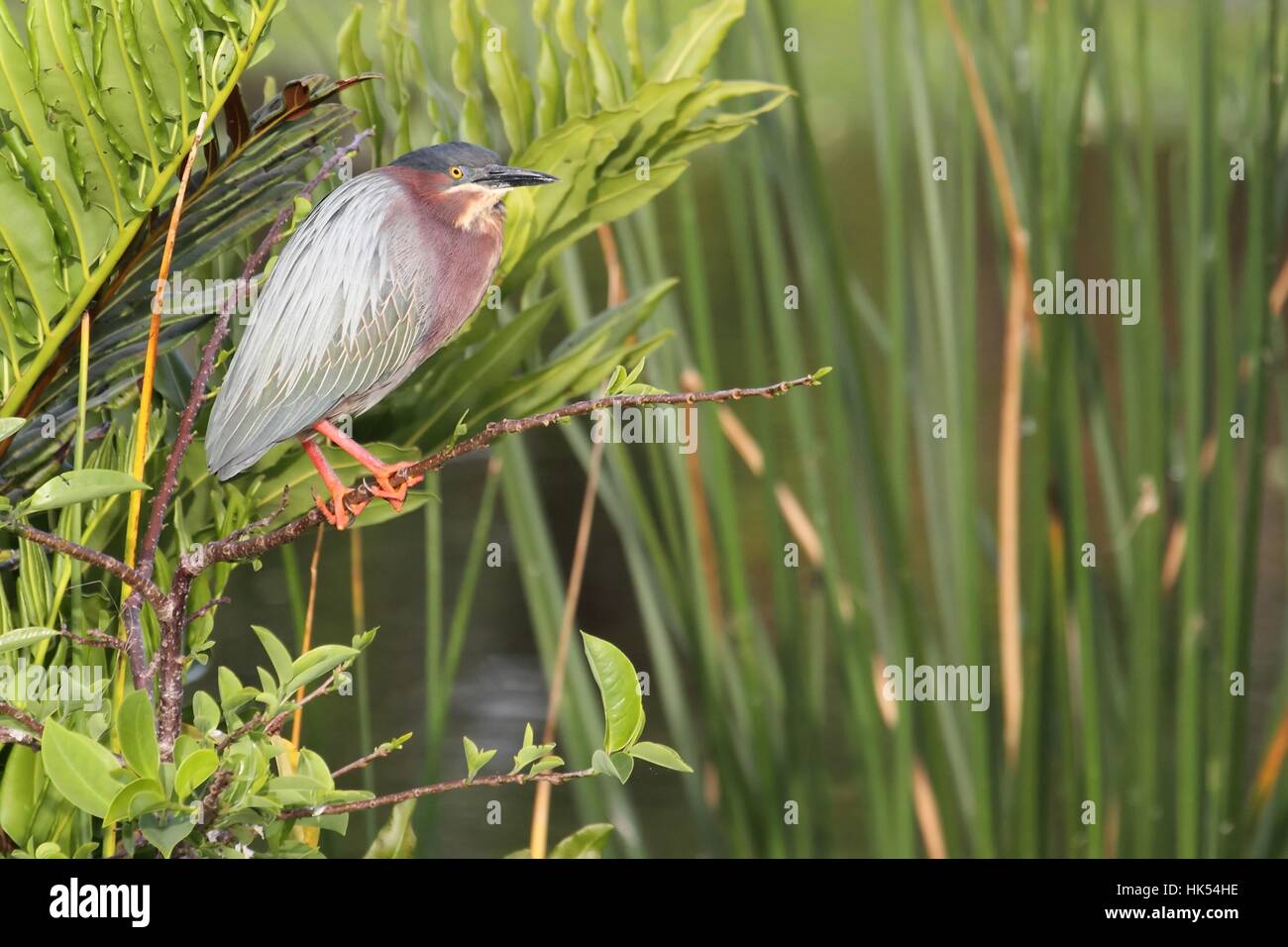 animal, fauna, wild, swamp, birds, wing, feathers, wildlife, heron ...