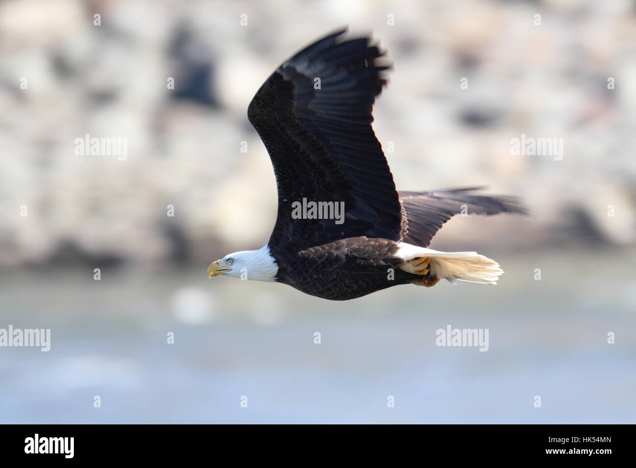 bird, wild, wildlife, eagle, hawks, bald, nature, animal, bird, fauna ...