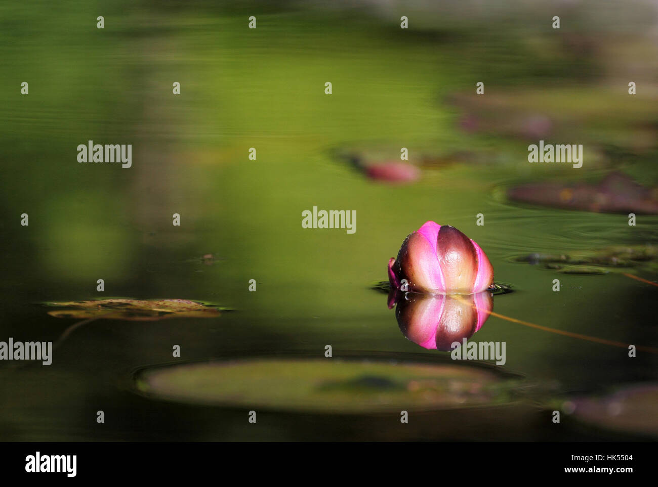 flower, plant, green, bud, water lily, aquatic plant, water, flower ...