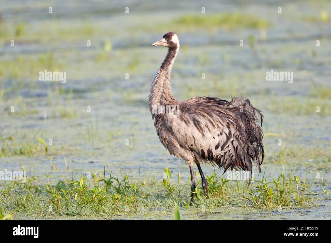 feathers, feathering, crane, feathers, feathering, crane, grayer, grey ...