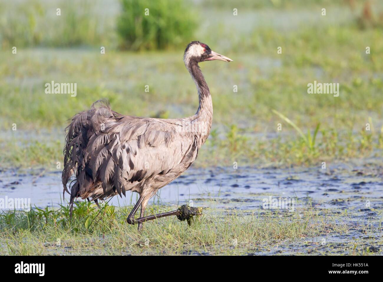 feathers, feathering, crane, feathers, feathering, crane, grayer, grey ...