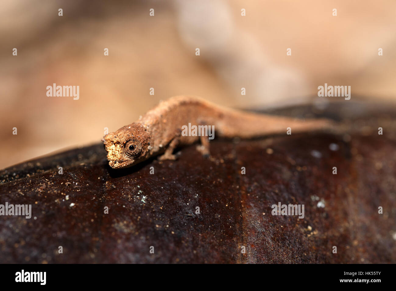 tiny chameleon Brookesia minima, micra (Brookesia minima), smallest ...