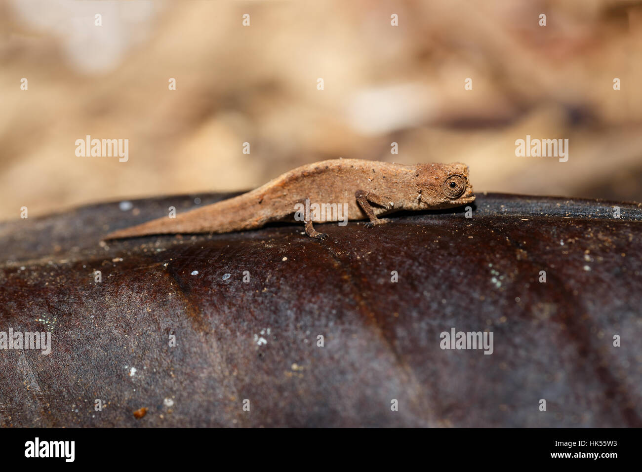 tiny chameleon Brookesia minima, micra (Brookesia minima), smallest ...