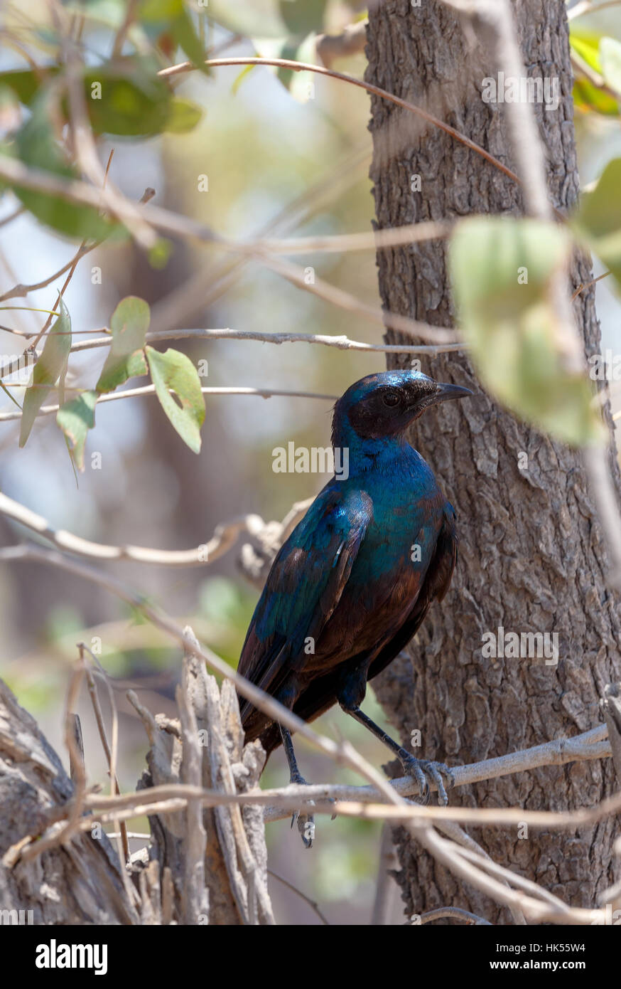 bird Cape starling, red-shouldered glossy-starling or Cape glossy ...