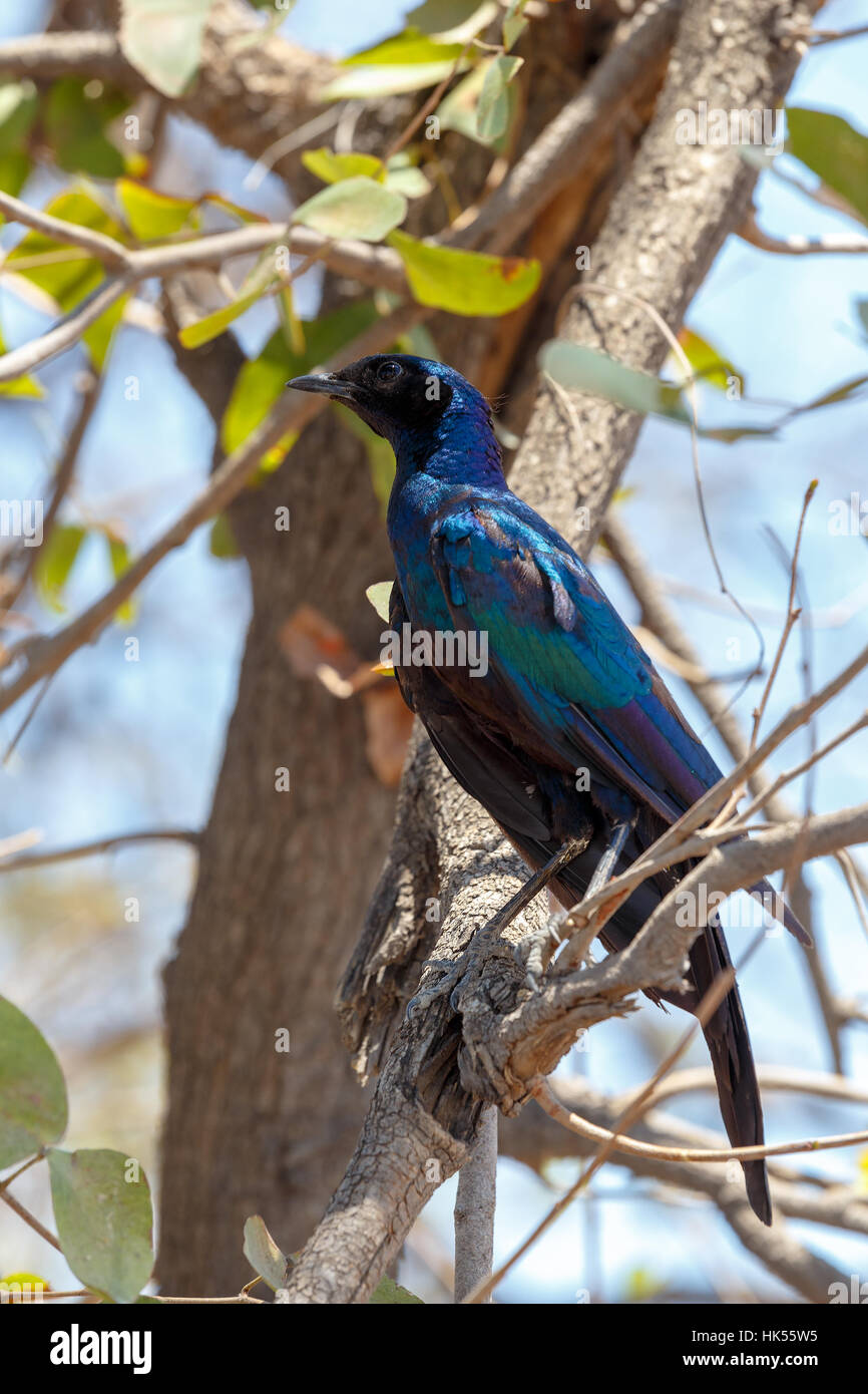 bird Cape starling, red-shouldered glossy-starling or Cape glossy ...