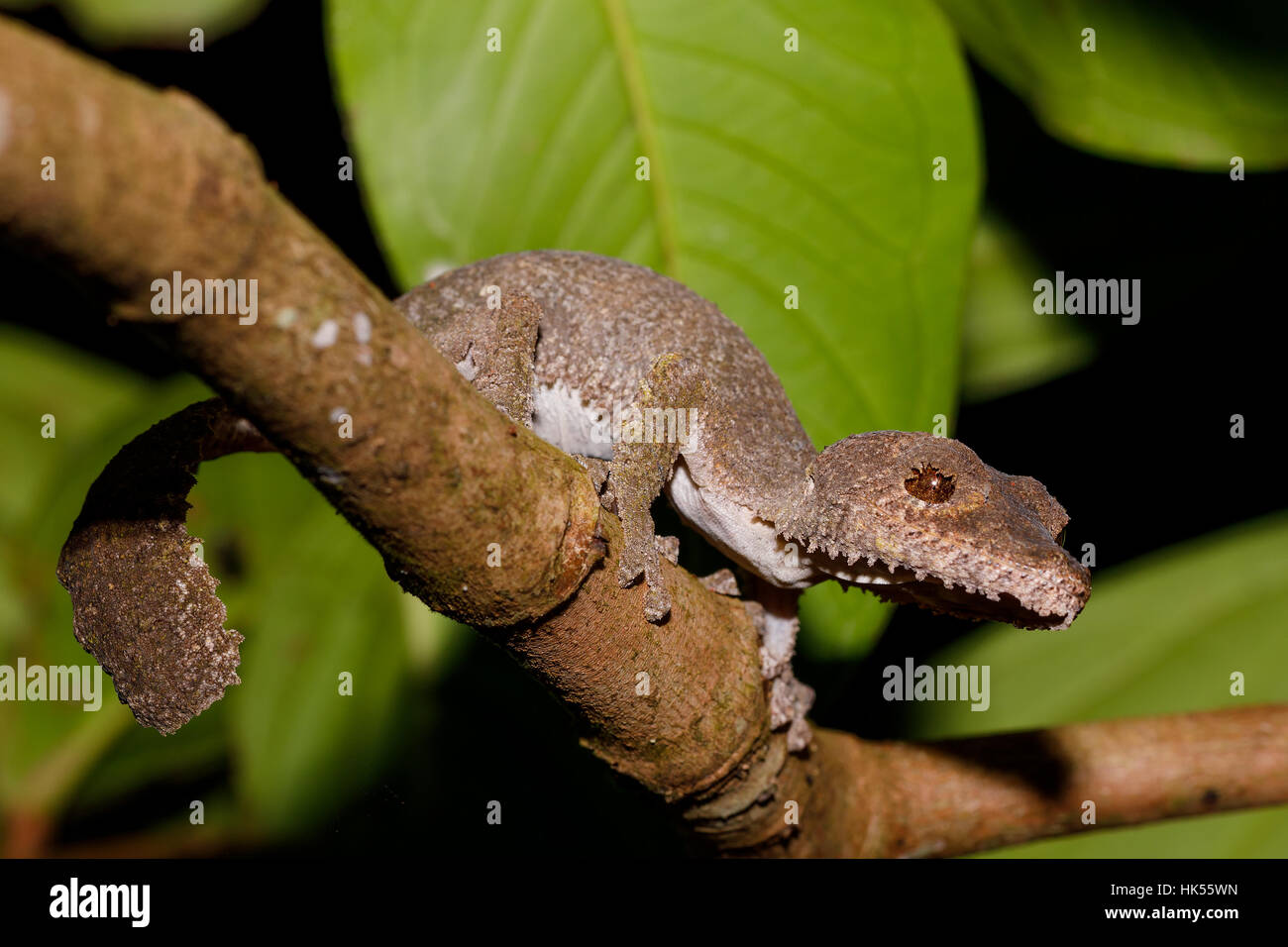Giant leaf-tailed gecko, Uroplatus fimbriatus, Nosy Mangabe park ...