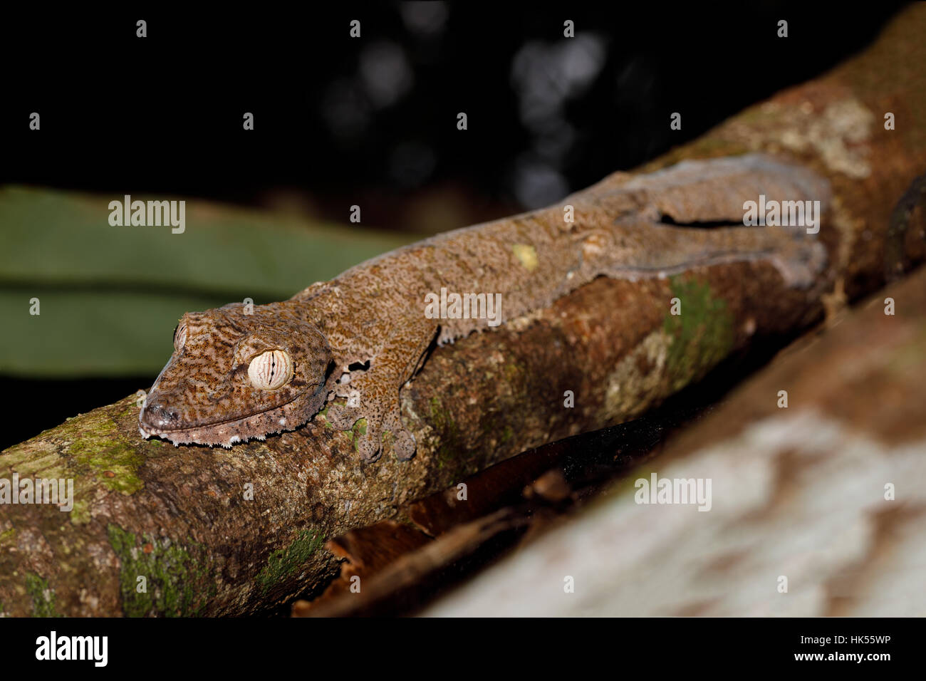 Madagascar giant bamboo hi-res stock photography and images - Alamy