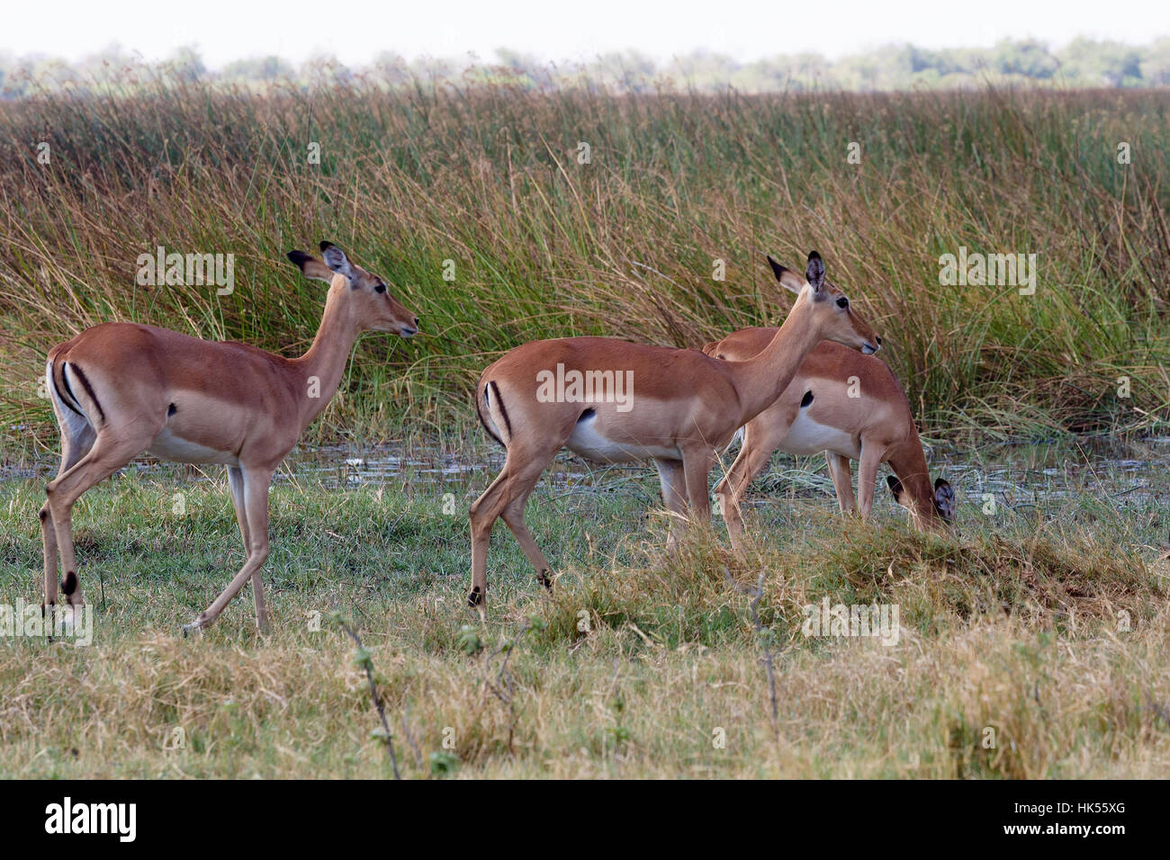 Heard of Impala antelopes in Okavango delta, Moremi game reserve ...