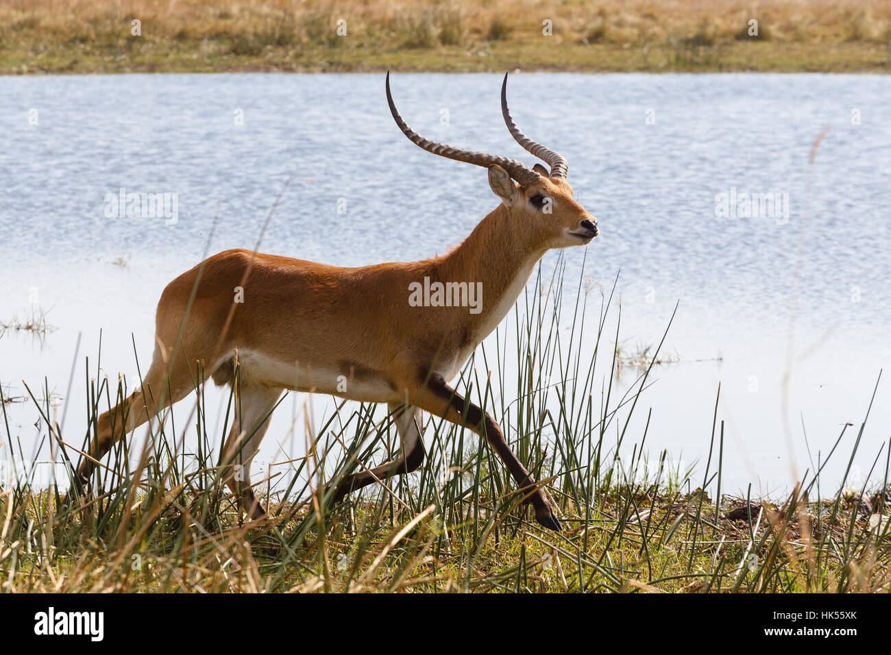 antelope lechwe (Kobus leche), or southern lechwe, Moremi game reserve ...