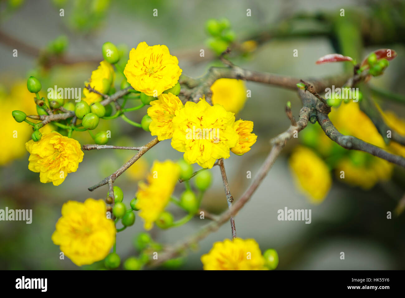 Tet holidays flower at Hanoi, Vietnam Stock Photo - Alamy