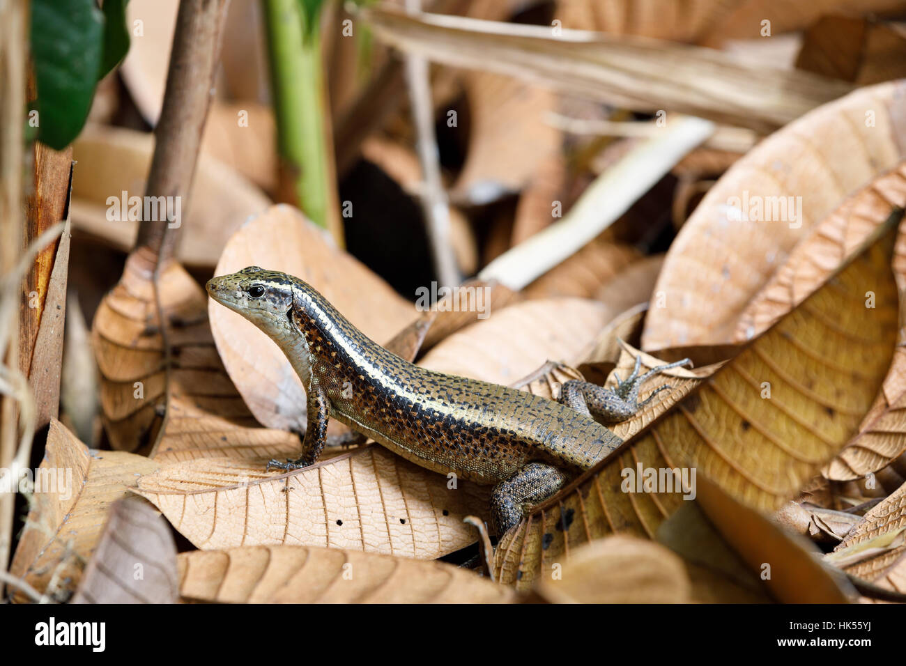 Madagascar girdled lizard or Madagascar plated lizard (Zonosaurus ...