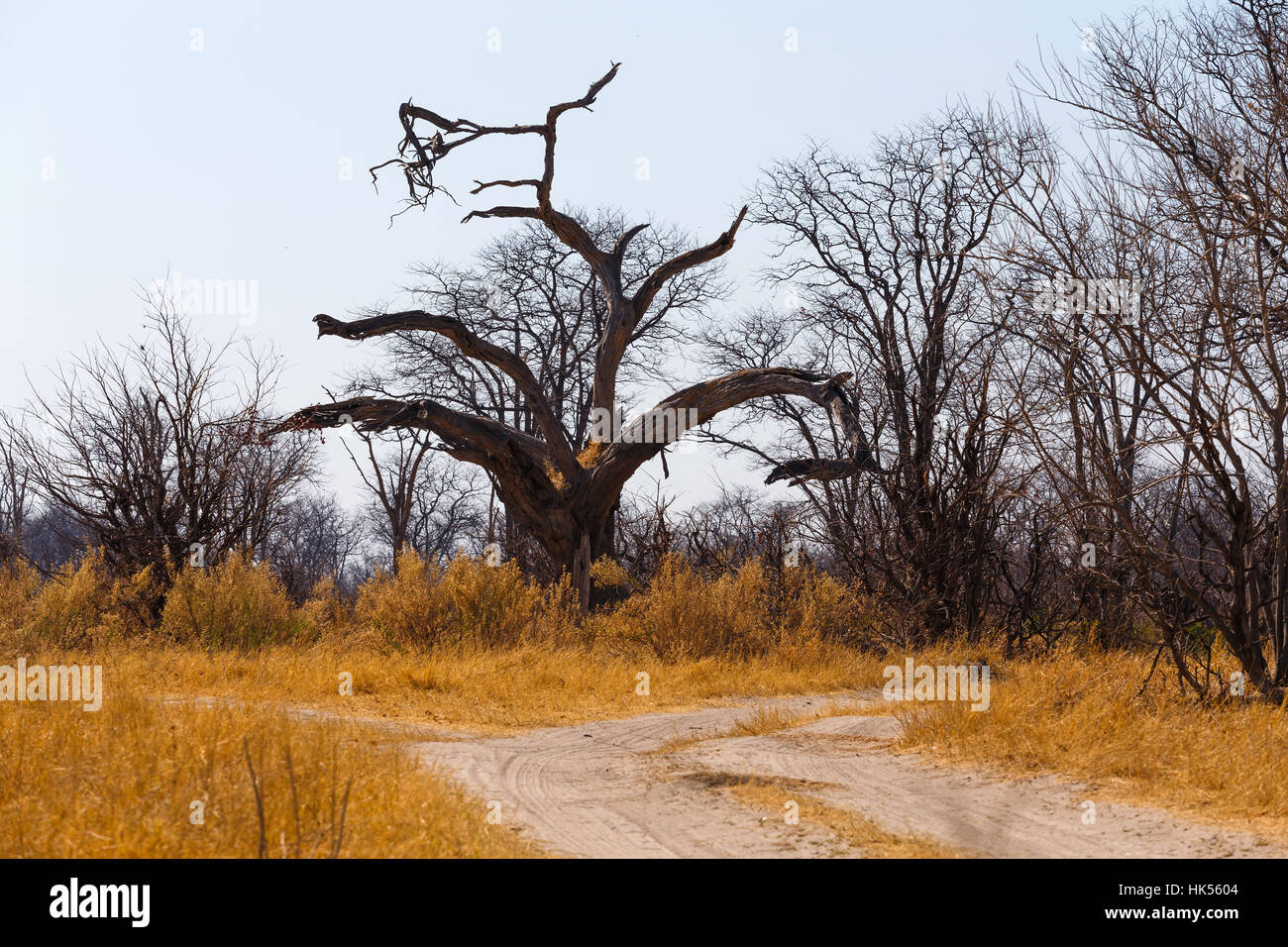 beautiful landscape in the Okavango, Moremi game reserve, Okavango ...