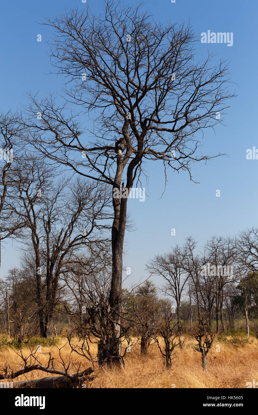 beautiful landscape in the Okavango, Moremi game reserve, Okavango ...