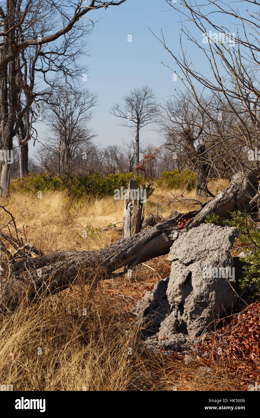 beautiful landscape in the Okavango, Moremi game reserve, Okavango ...