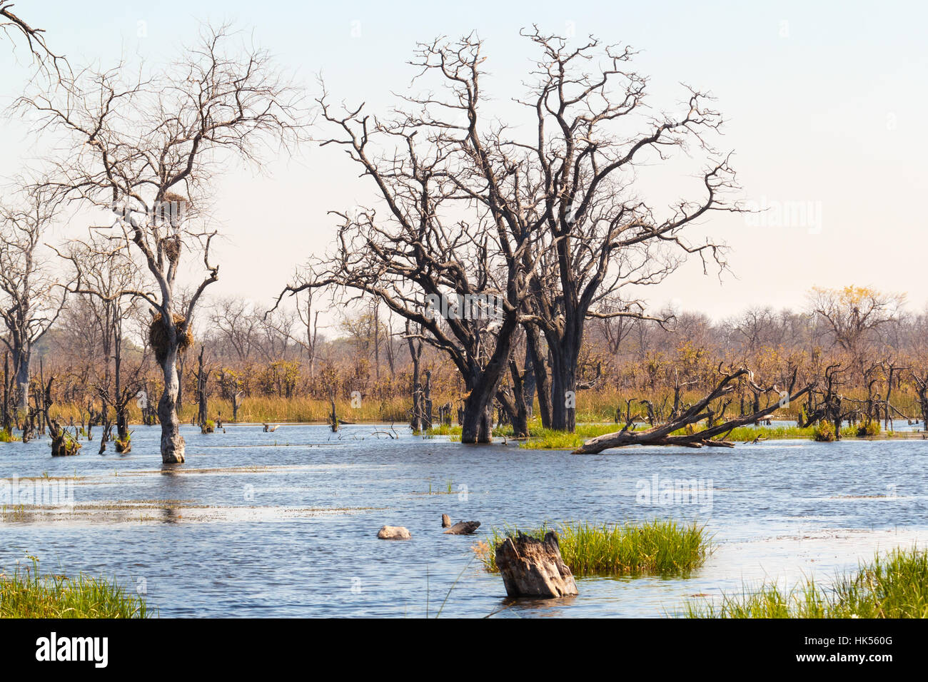 beautiful swamp landscape in the Okavango, Moremi game reserve ...