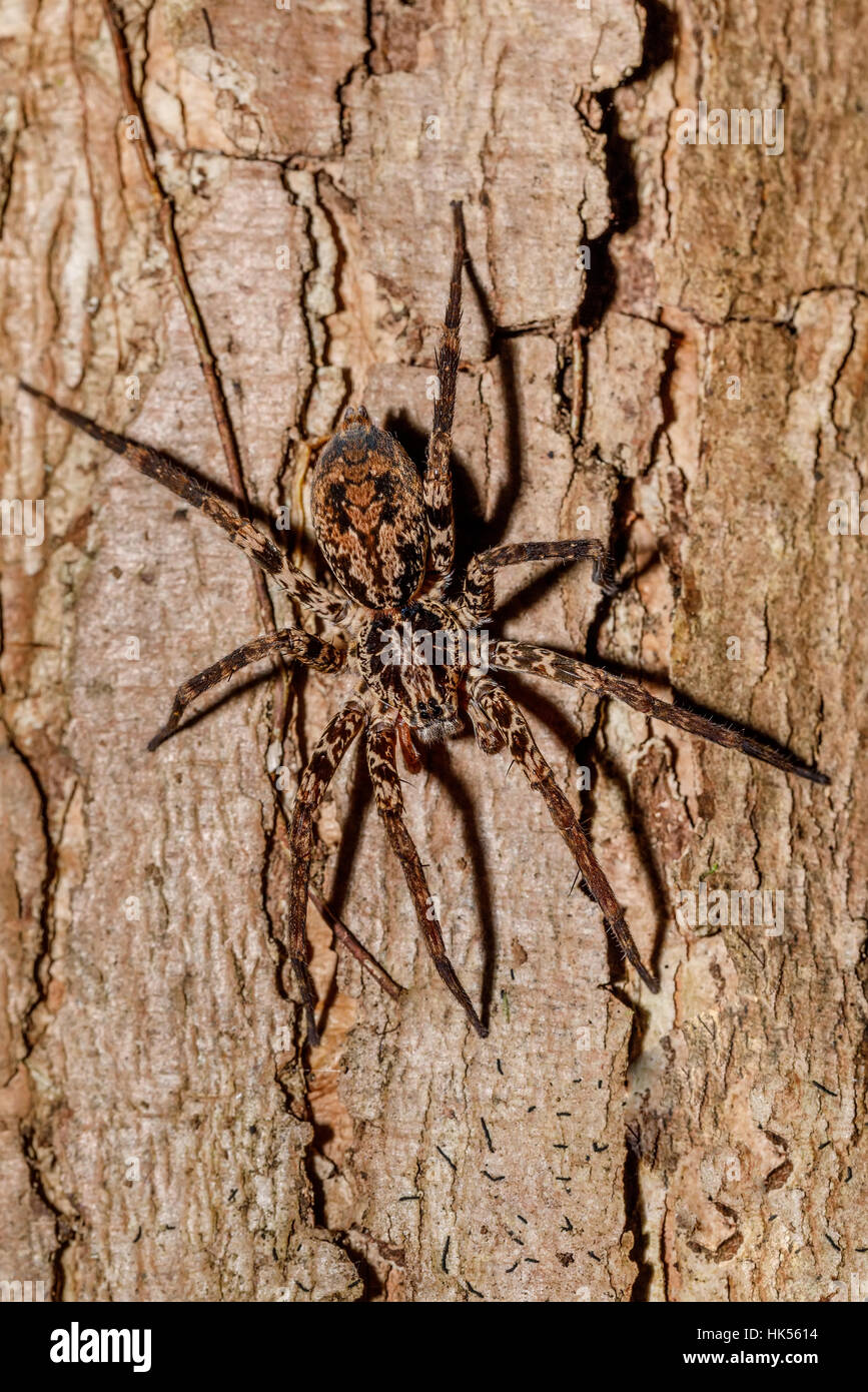 huntsman spider on tree trunk. Huntsman spider is members of the family ...