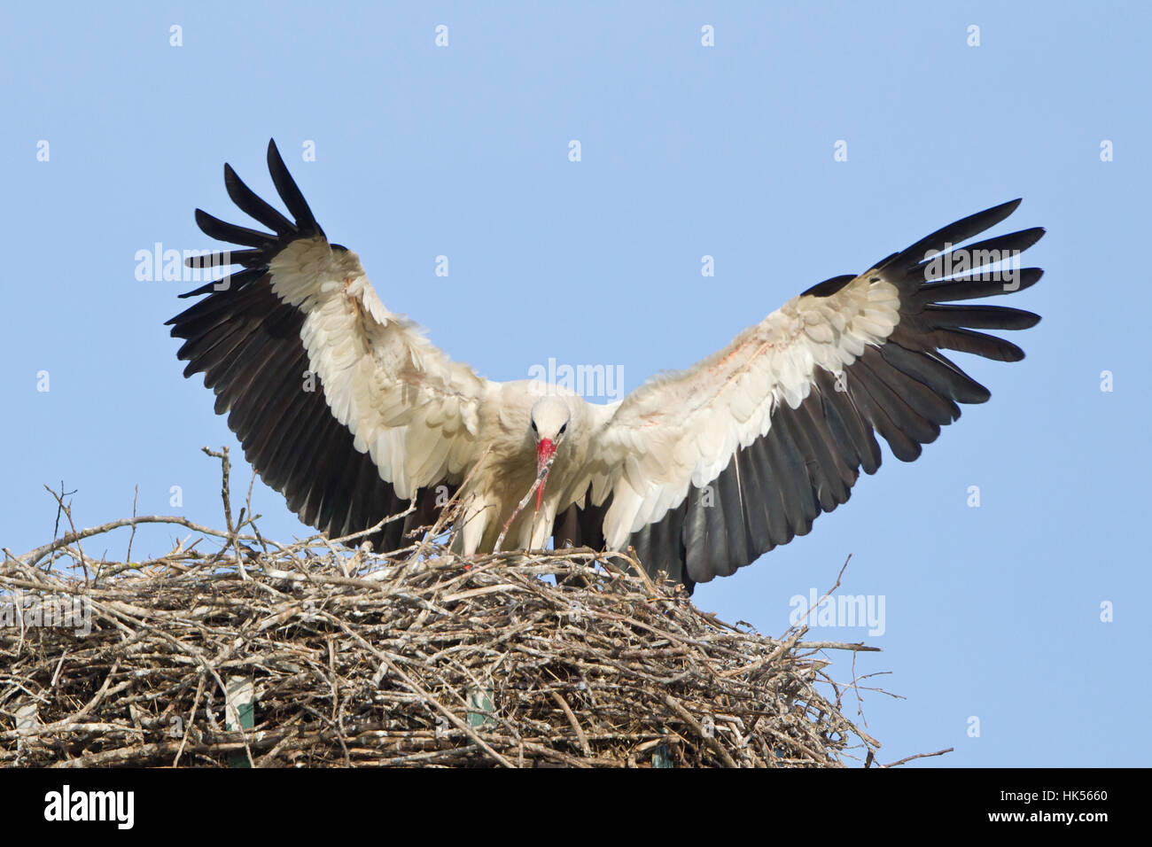 blue, stork, storks, blue, europe, stork, storks, approach, weistorch ...
