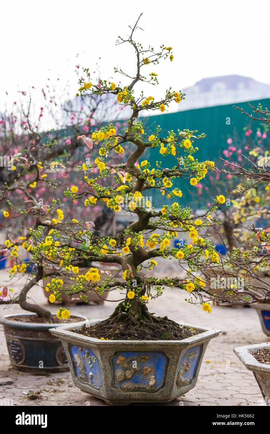 Tet holidays flower at Hanoi, Vietnam Stock Photo - Alamy