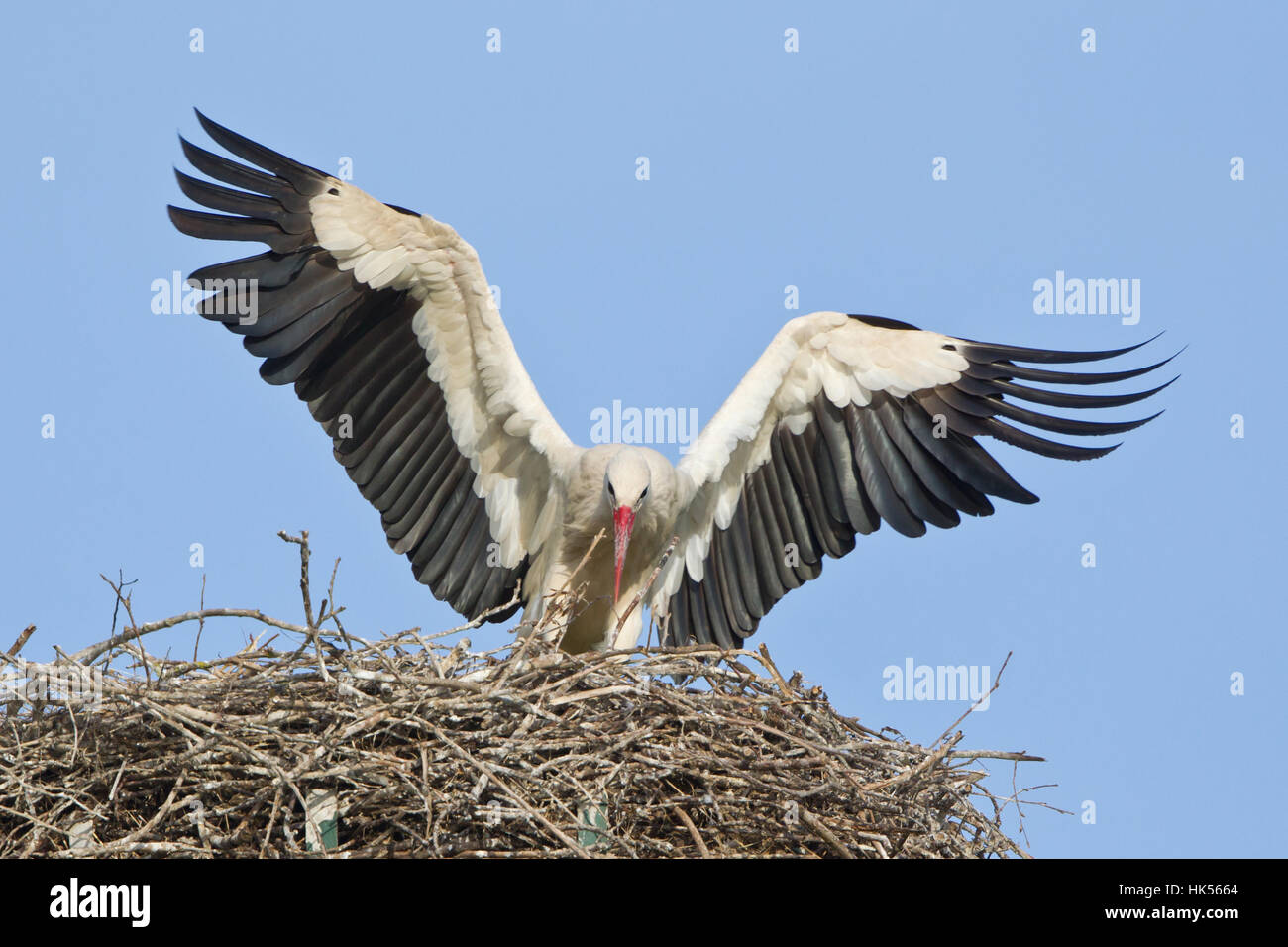 blue, stork, storks, blue, europe, stork, storks, approach, weistorch ...