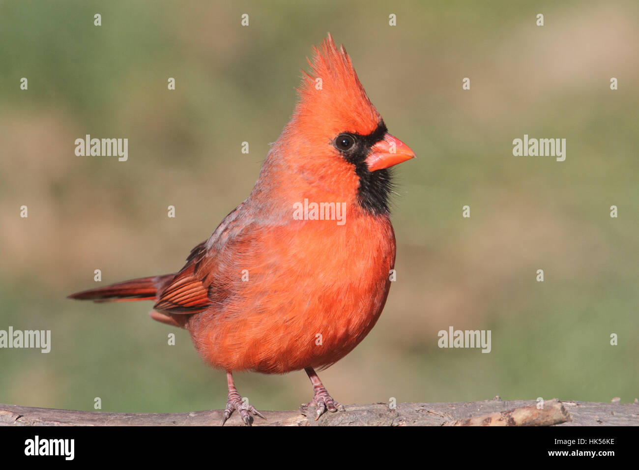 tree, bird, wild, cardinal, nature, tree, animal, bird, wild, male ...