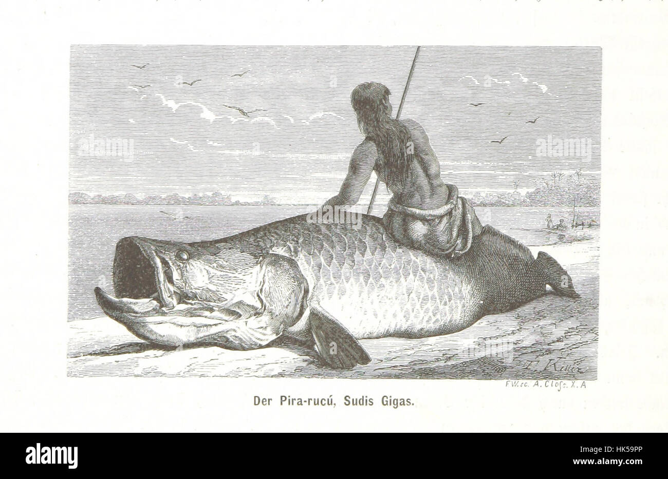 Image from 'Vom Amazonas und Madeira,' showing sketches and ...