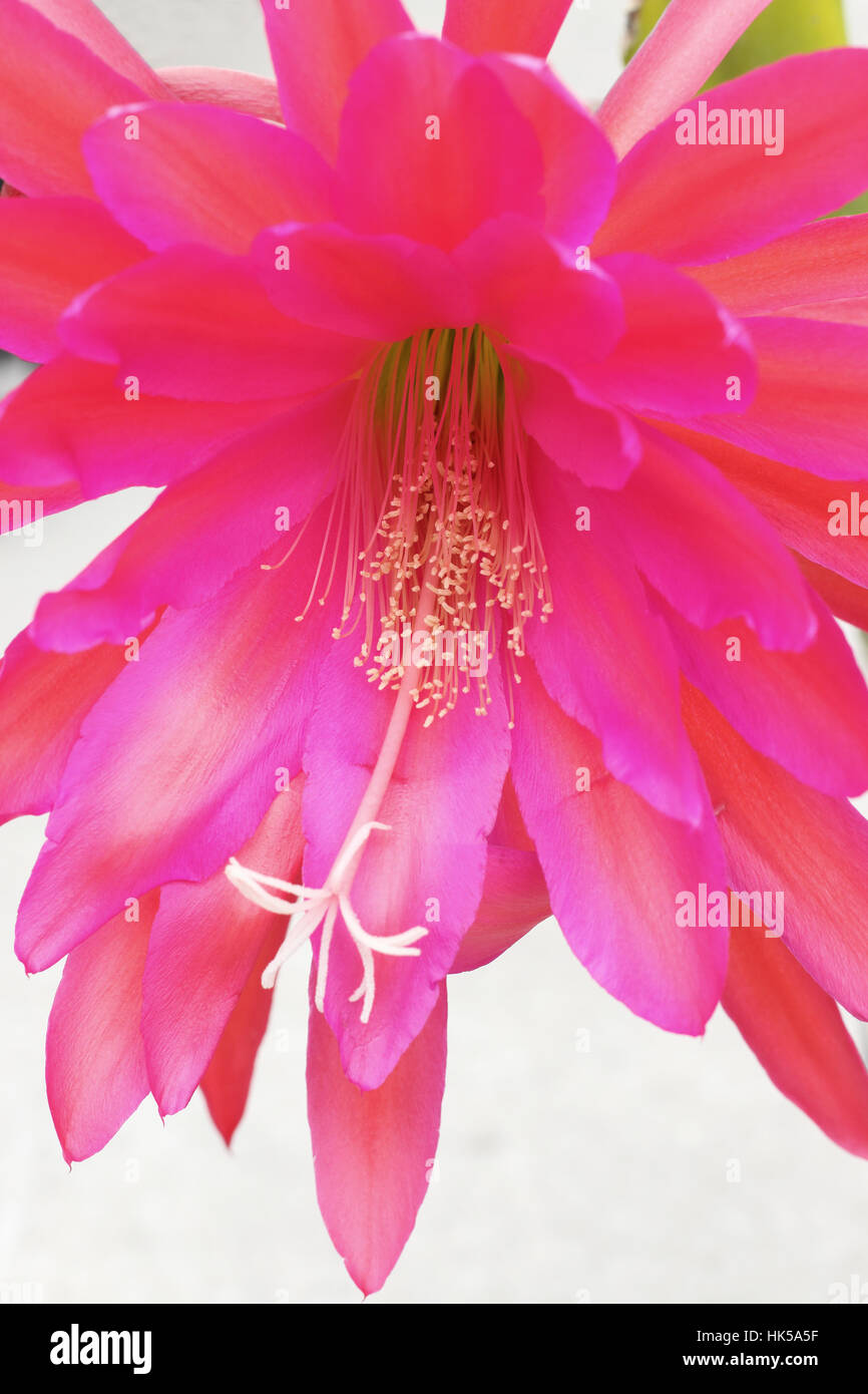 Hot pink cactus flower hi-res stock photography and images - Alamy