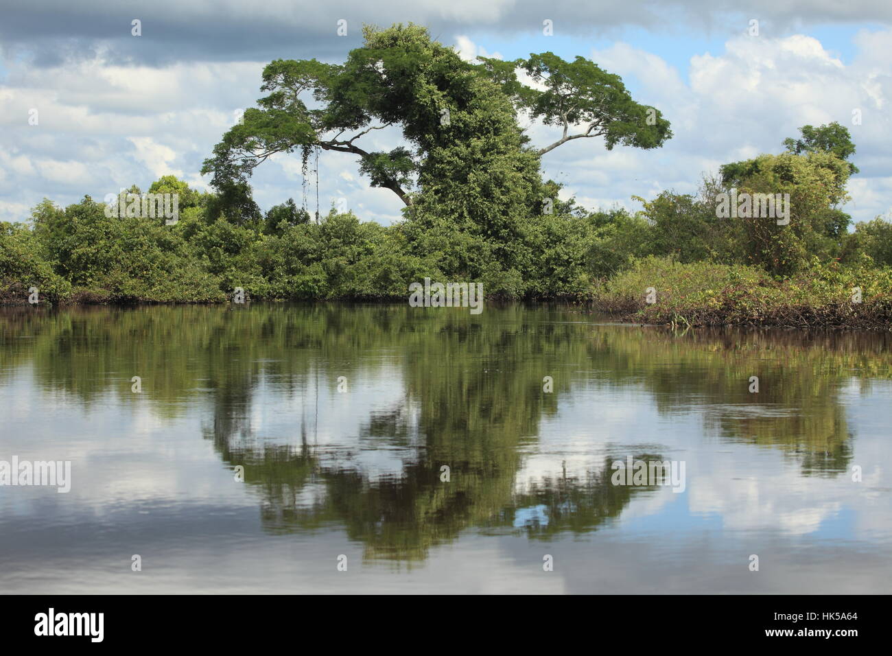 Pampa Jungle High Resolution Stock Photography and Images - Alamy