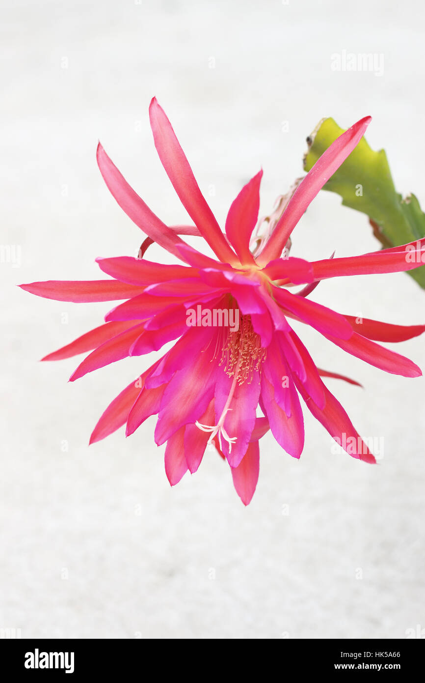 Hot pink cactus flower hi-res stock photography and images - Alamy