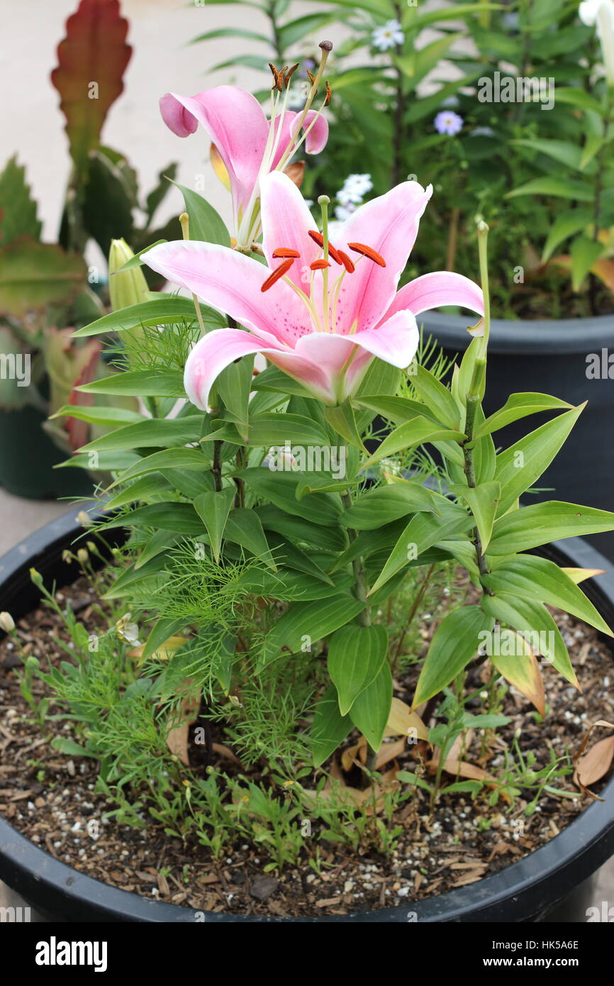 Lilium candidum in pot hi-res stock photography and images - Alamy