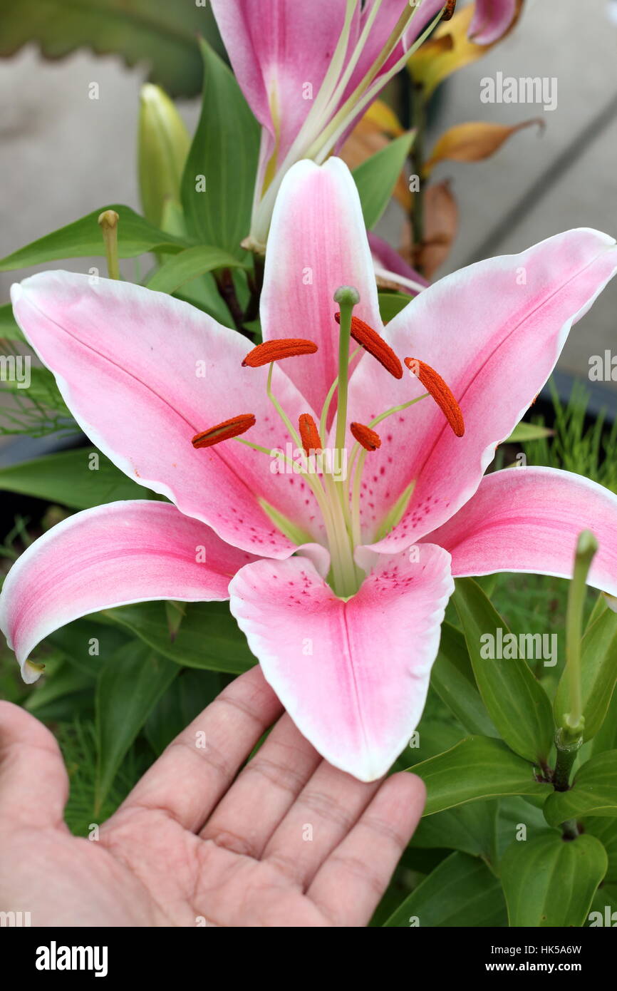 Ot lilies hi-res stock photography and images - Alamy