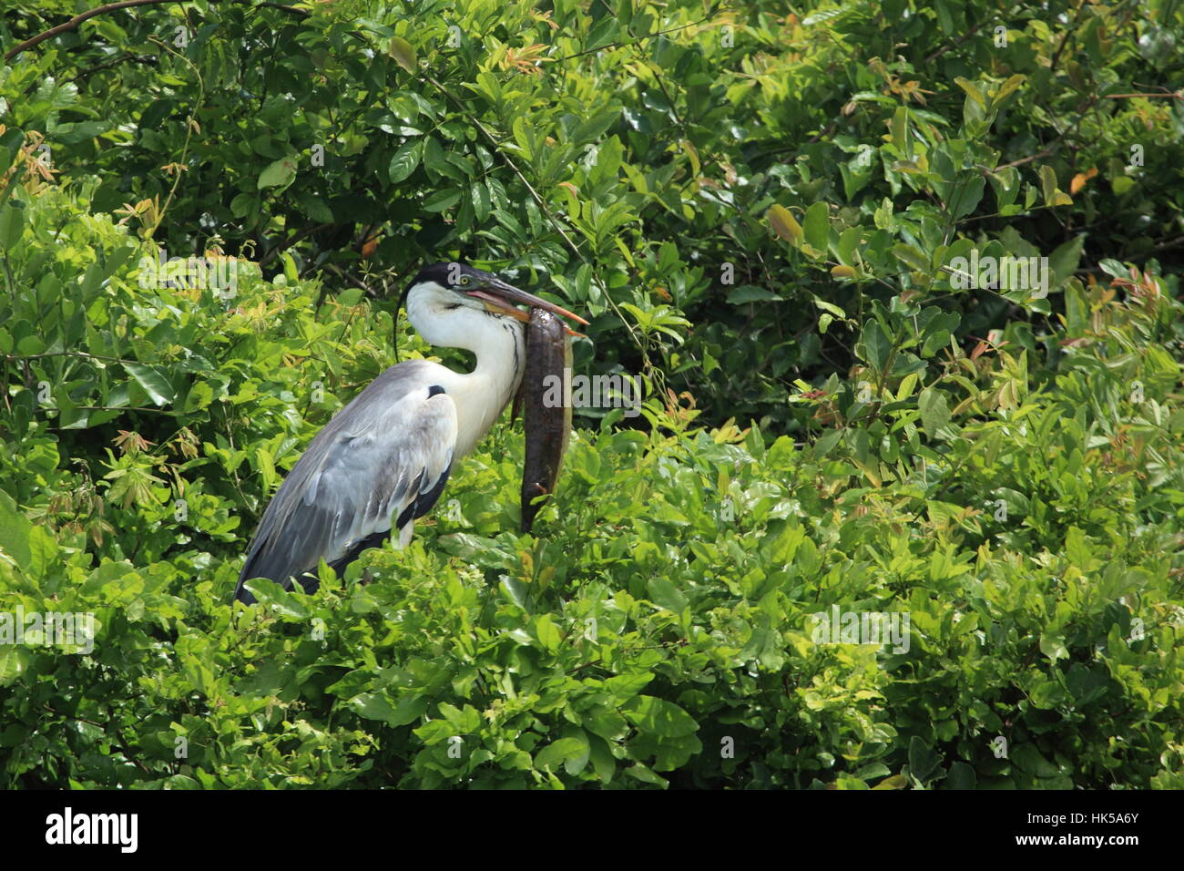 Pampa Jungle High Resolution Stock Photography and Images - Alamy