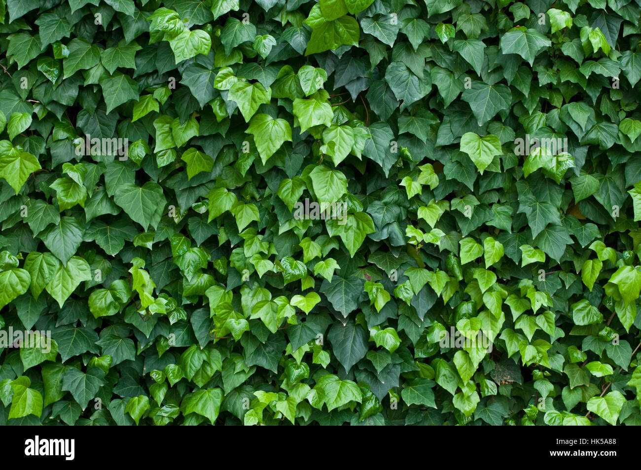 green, leaves, ivy, leaf, plant, green, leaves, climbing plant ...