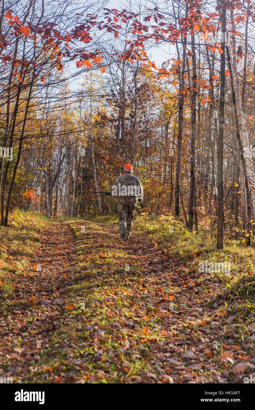 Ruffed grouse hunting in autumn Stock Photo - Alamy