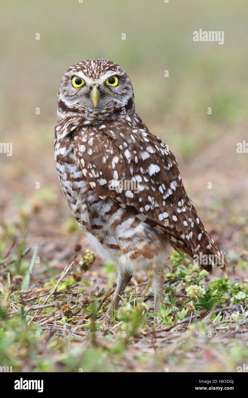 Bird raptor bird of prey avian hi-res stock photography and images - Alamy