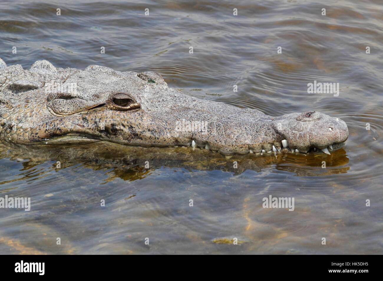 reptile, crocodile, swimming, water, swiming, swim, swims, to do the ...