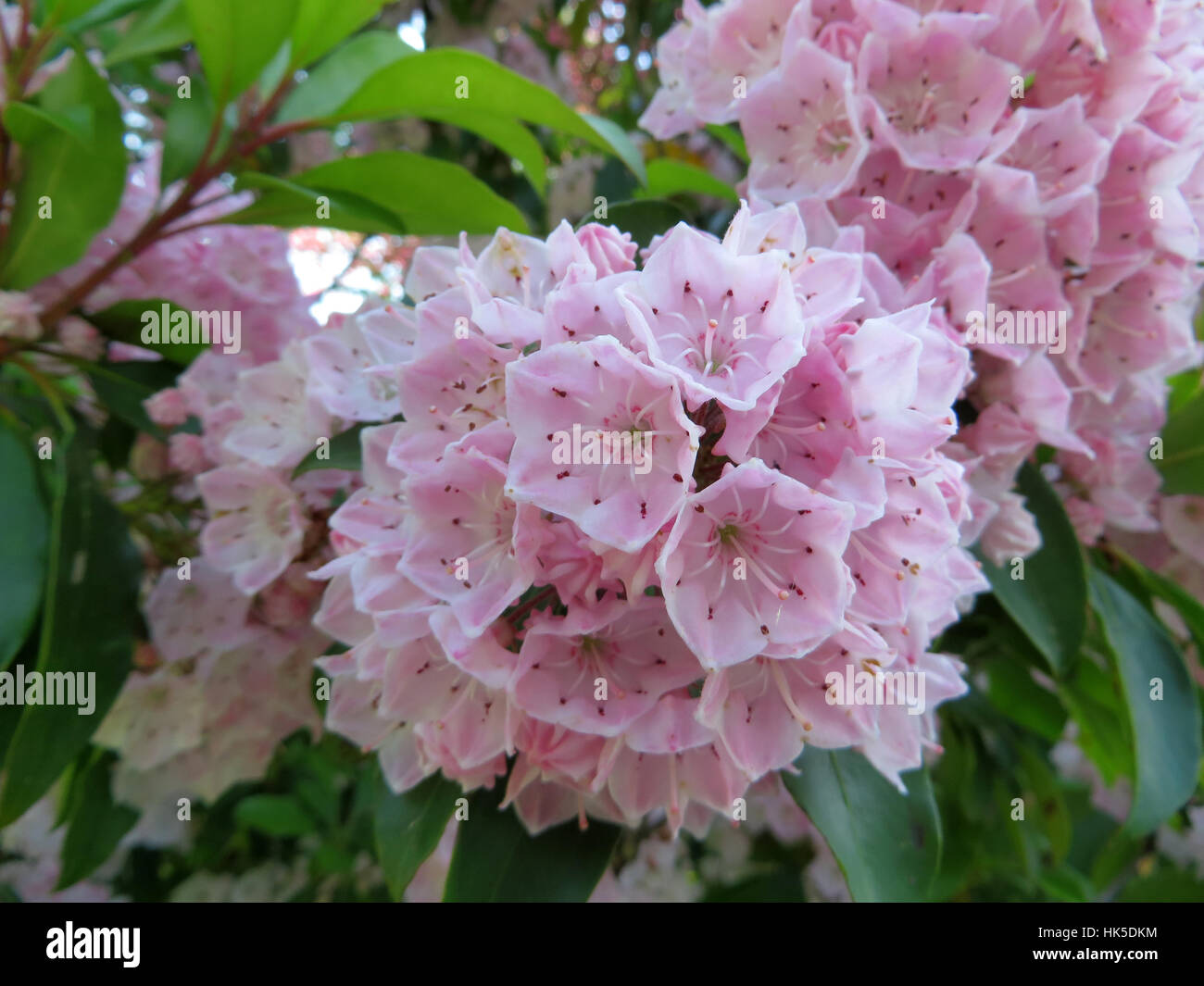 broad kalmia - kalmia latifolia Stock Photo - Alamy