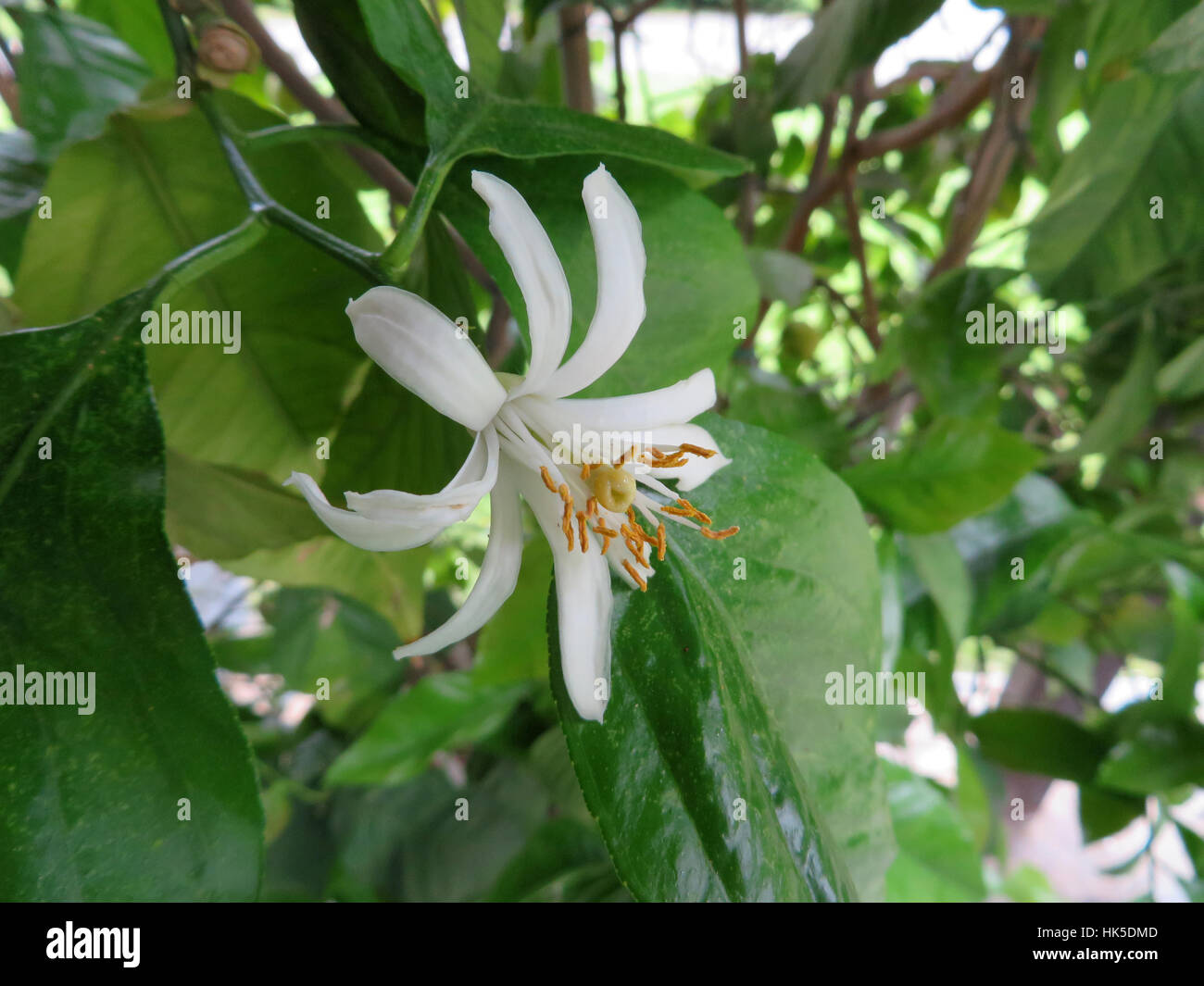 Citronenbaum hi-res stock photography and images - Alamy