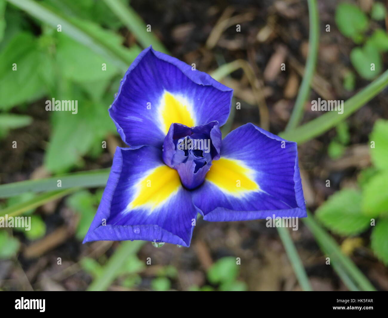 Iris blue diamond hi-res stock photography and images - Alamy